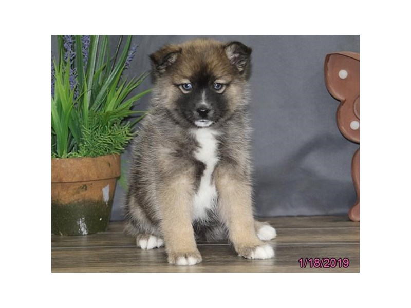 Pomsky-DOG-Female-Sable / White-2265012-Petland Columbus, Ohio