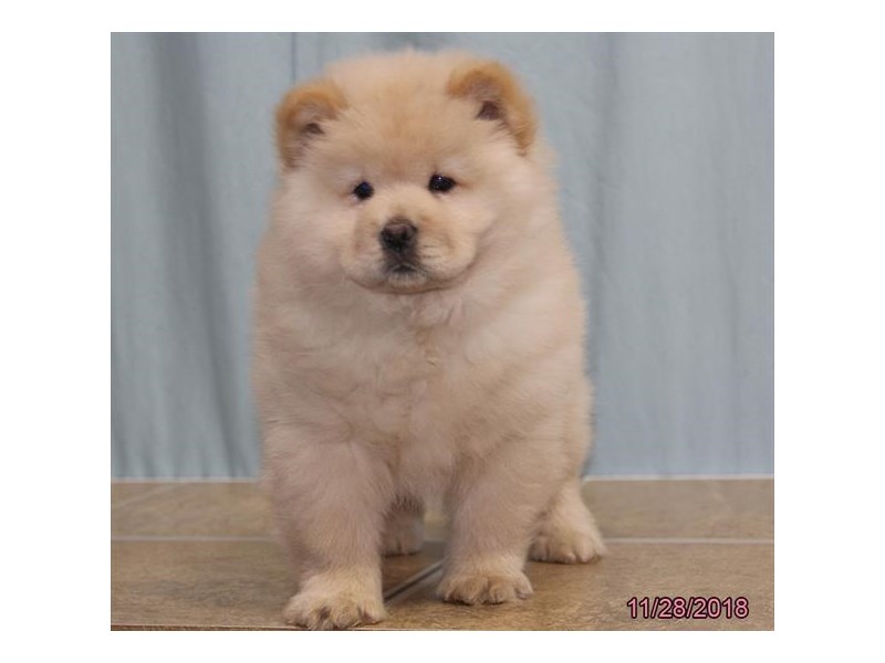 Chow Chow Puppies Cream