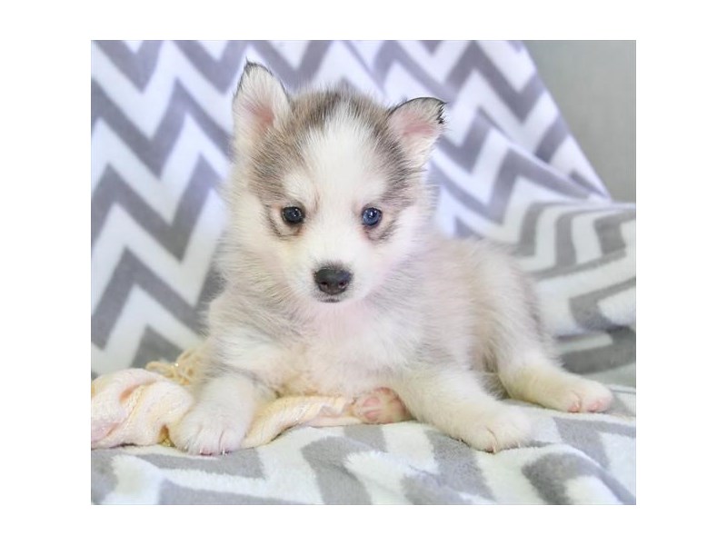 Pomsky Puppy Gray / White ID:14509 Located at Petland Columbus, Ohio