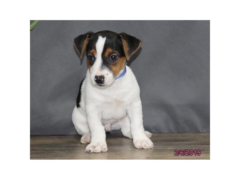 Jack Russell Terrier-DOG-Male-Tri Colored-2280264-Petland Columbus, Ohio
