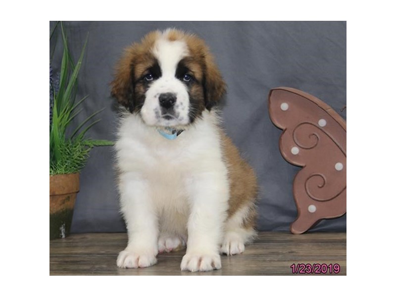 Saint Bernard-DOG-Male-Brown / White-2270390-Petland Columbus, Ohio