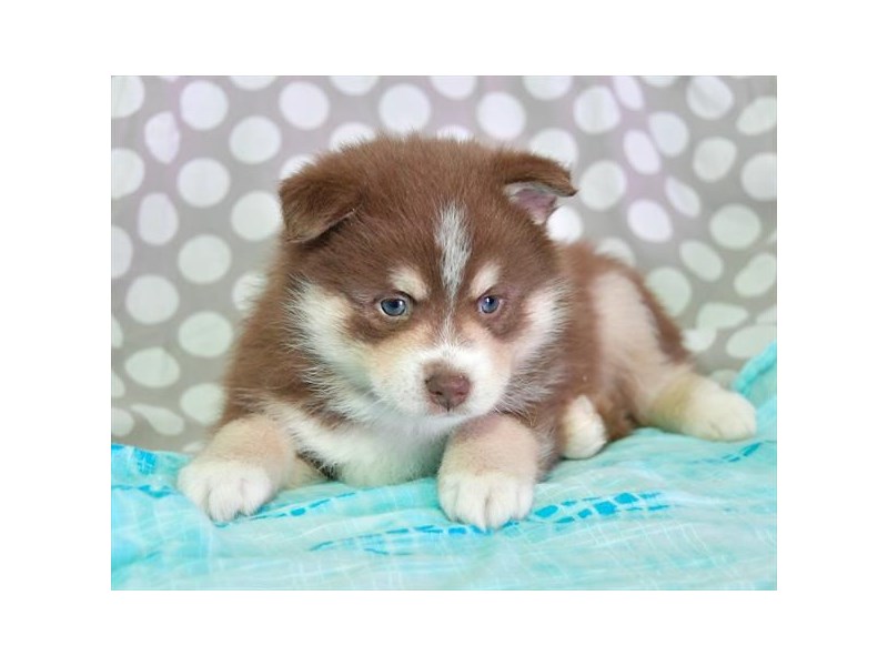 Pomsky-DOG-Male-Chocolate / White-2286054-Petland Columbus, Ohio