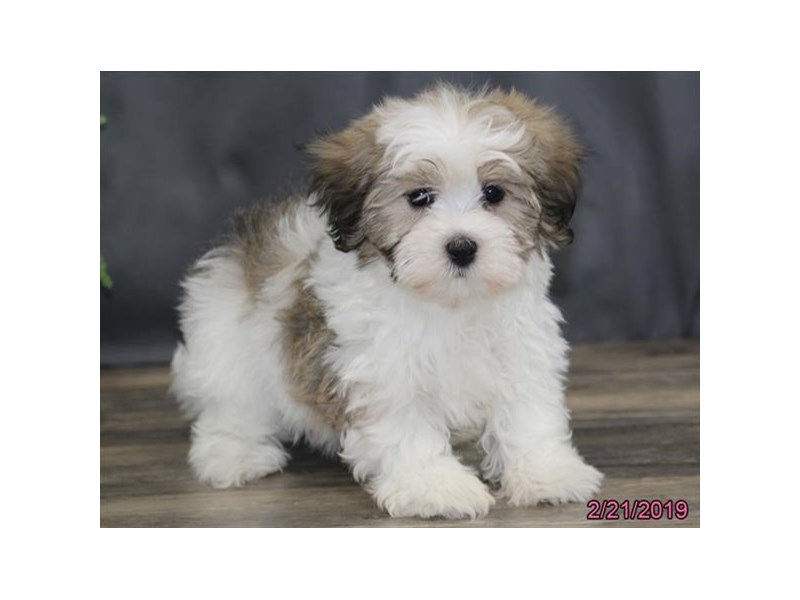 Sable Havanese Puppies