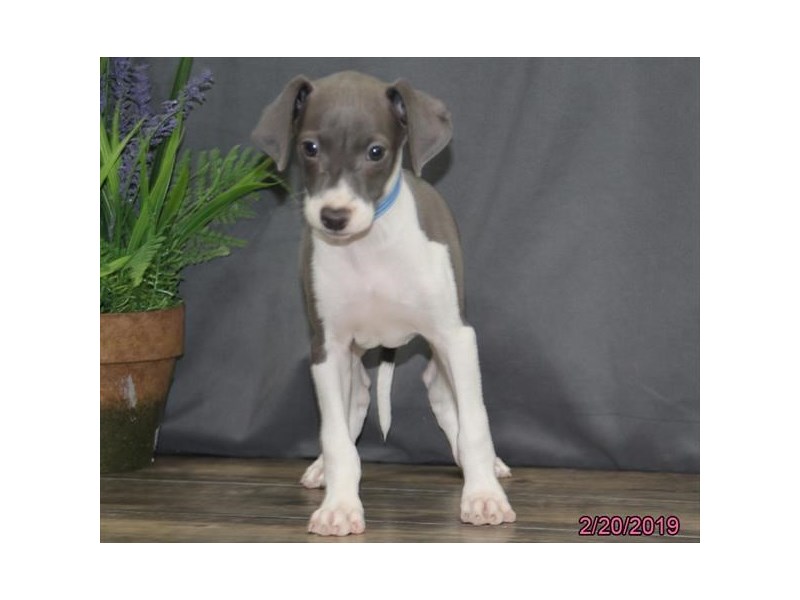 Italian Greyhound-DOG-Male-Blue-2291783-Petland Columbus, Ohio