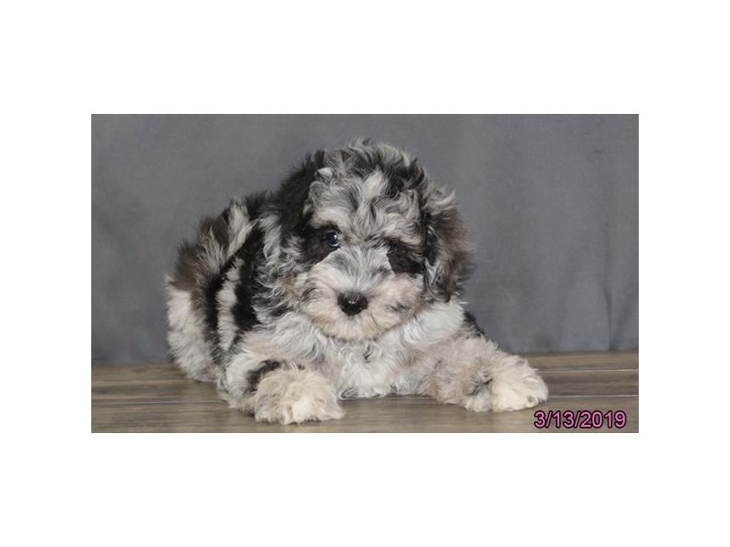Mini Aussie Poo-DOG-Male-Blue Merle-2308575-Petland Columbus, Ohio