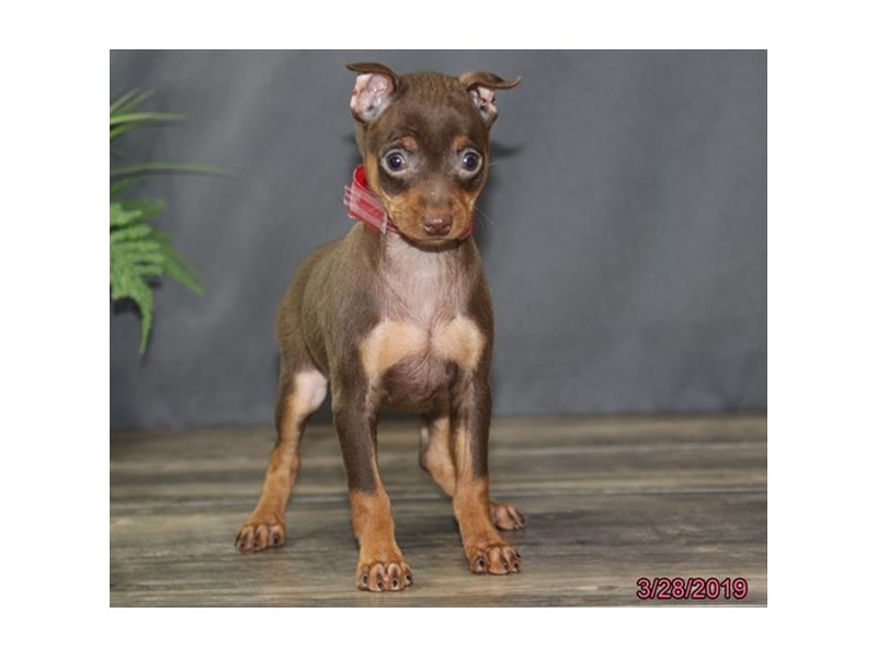 Miniature Pinscher-DOG-Female-Chocolate / Tan-2319274-Petland Carriage ...