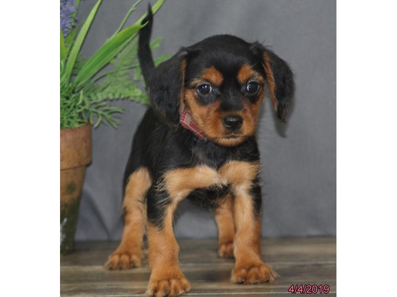 Cavalier King Charles Spaniel/Yorkshire Terrier-DOG-Female-Blue / Gold ...
