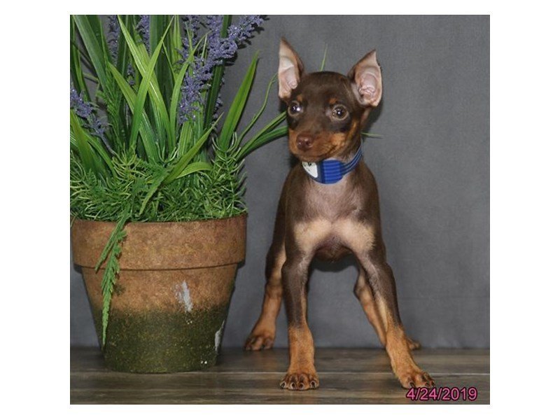 Miniature Pinscher-DOG-Male-Chocolate / Tan-2340234-Petland Carriage Place