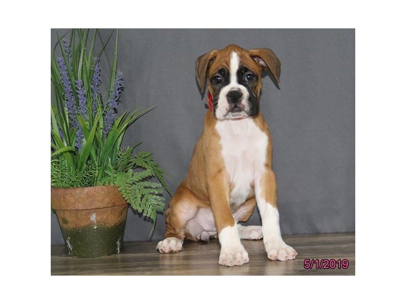 Boxer-DOG-Female-Fawn / White-2346262-Petland Carriage Place