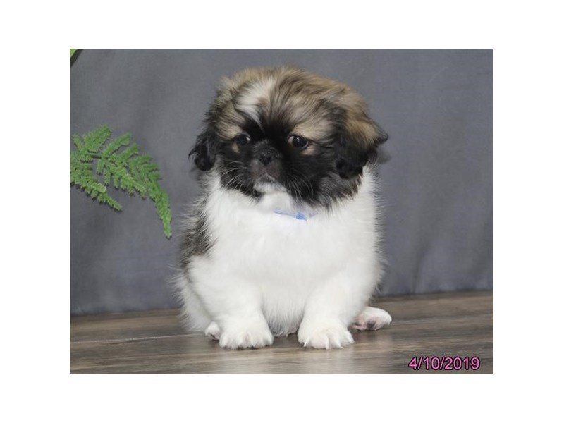 Pekingese Puppies - Petland Carriage Place Ohio