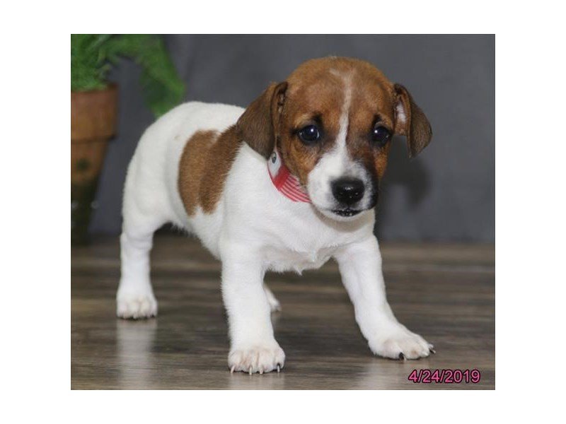 Jack Russell Terrier-DOG-Female-Tri-Colored-2340459-Petland Carriage Place