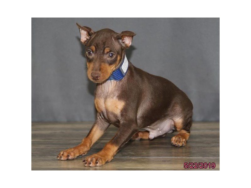 Miniature Pinscher Puppy Chocolate / Tan ID:14901 Located at Petland ...
