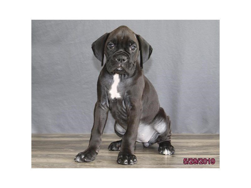 Boxer-DOG-Female-Black / Brindle-2373548-Petland Carriage Place