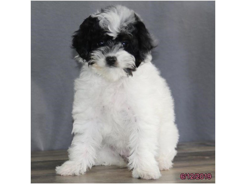 Mini Aussie Poo-DOG-Female-White/ Black-2379038-Petland Columbus, Ohio