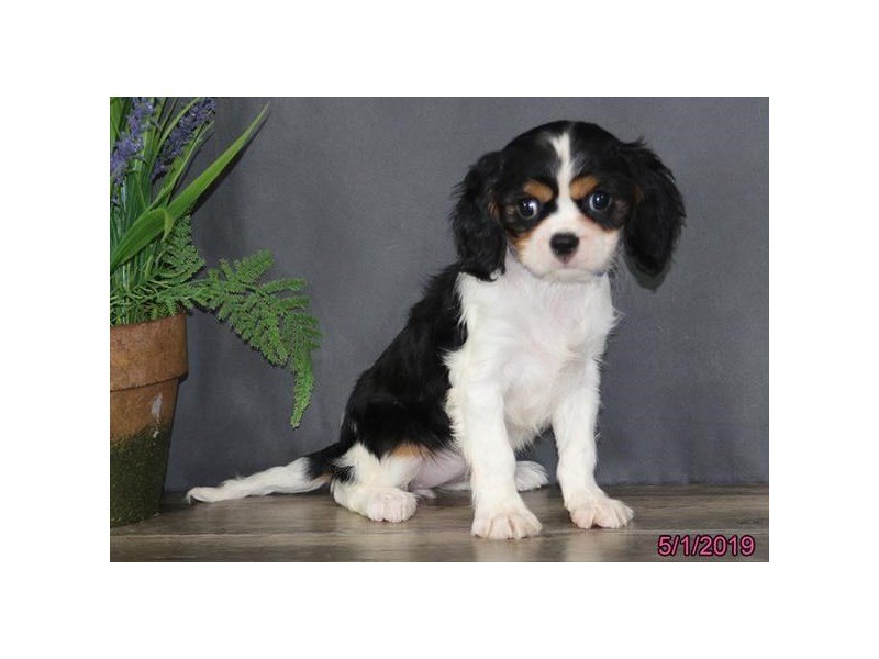 Cavalier King Charles Spaniel-DOG-Female-Tri-Colored-2346252-Petland ...