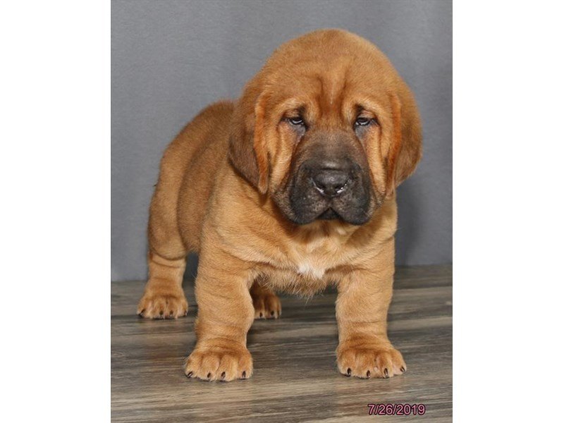 Walrus-DOG-Male-Fawn/ Blk msk-2415135-Petland Carriage Place