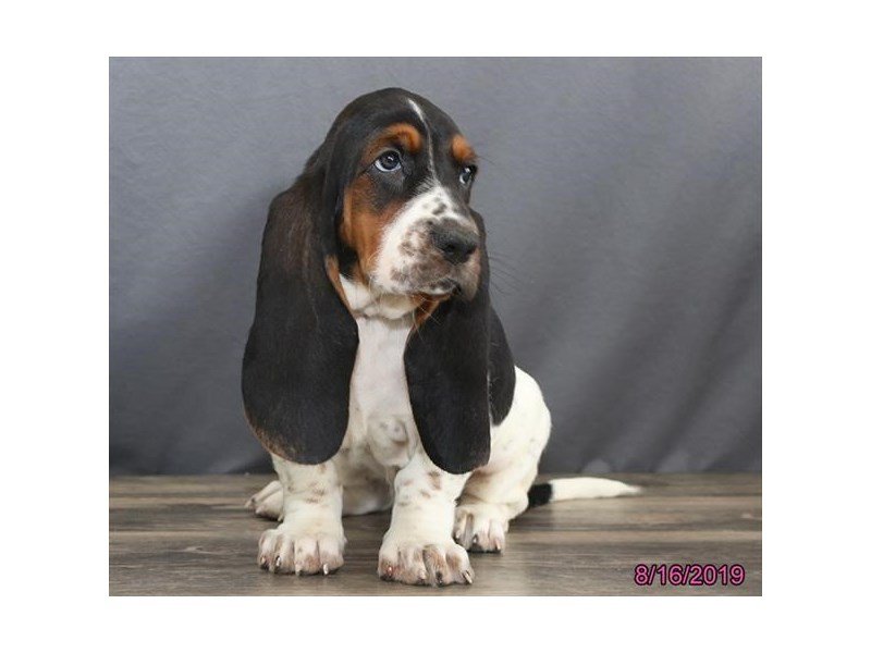 Basset Hound-DOG-Female-Tri-Colored-2433548-Petland Carriage Place