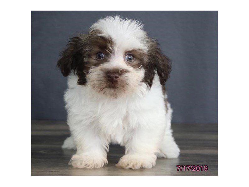Havanese-DOG-Female-Chocolate / White-2408903-Petland Carriage Place
