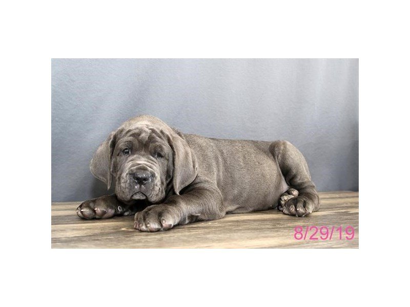 Neapolitan Mastiff Puppy Blue ID:15211 Located at Petland Columbus, Ohio