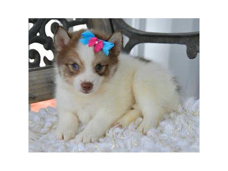 Pomsky-DOG-Female-Black / White-2516589-Petland Columbus, Ohio