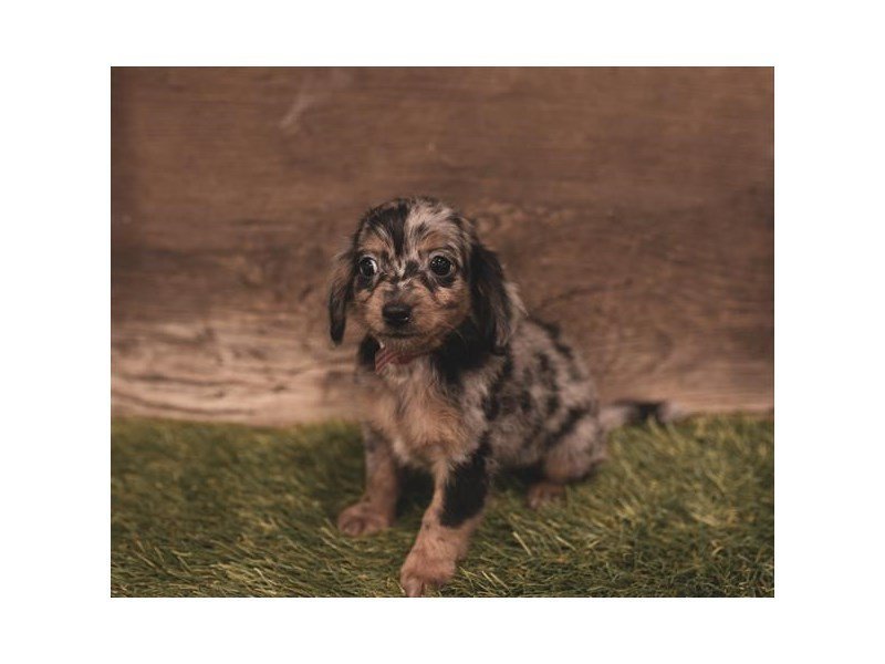 Chiweenie-DOG-Male-Black / Tan Dapple LH-2458124-Petland Columbus, Ohio