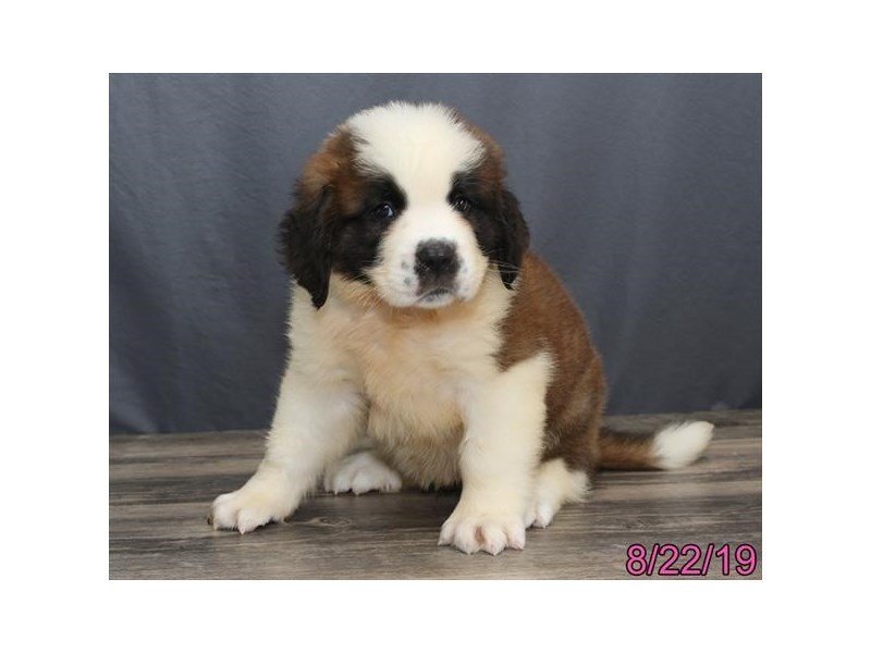 Saint Bernard-DOG-Male-Brown / White-2451243-Petland Carriage Place