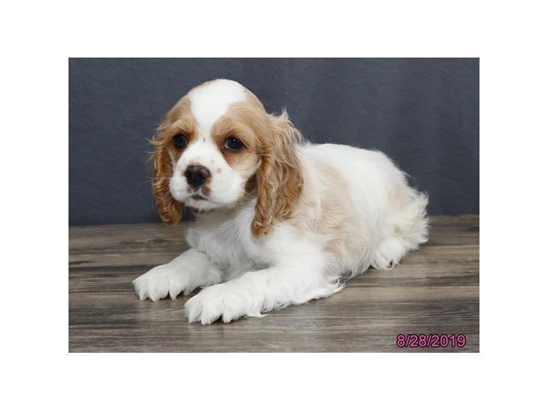 Cocker Spaniel-DOG-Female-Buff / White-2458158-Petland Columbus, Ohio