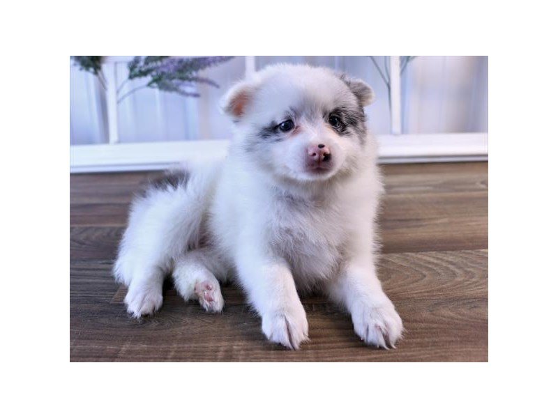 Pomsky 2nd Gen-DOG-Female-Blue Merle-2470232-Petland Carriage Place