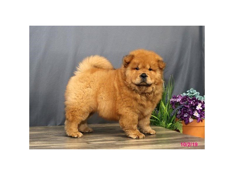 Chow Chow-DOG-Male-Red-2476585-Petland Columbus, Ohio