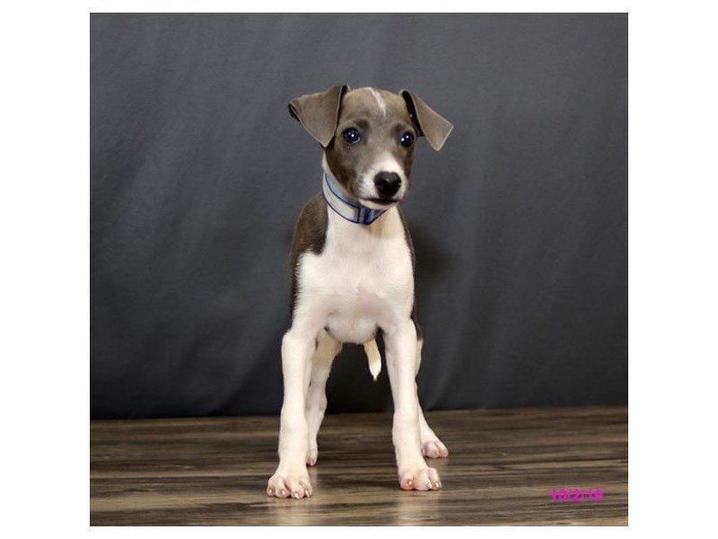 Italian Greyhound-DOG-Male-Blue/ White-2476620-Petland Columbus, Ohio