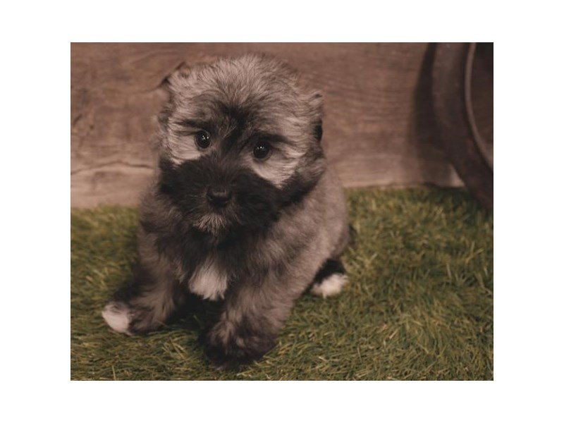 Havanese-DOG-Male-Silver-2497420-Petland Carriage Place