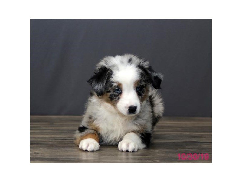 Miniature Australian Shepherd-DOG-Male-Blue Merle-2516737-Petland ...