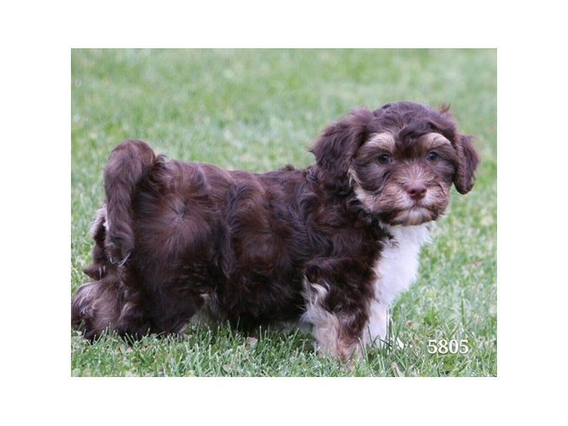 Havanese-DOG-Female-Chocolate / Tan-2523496-Petland Carriage Place