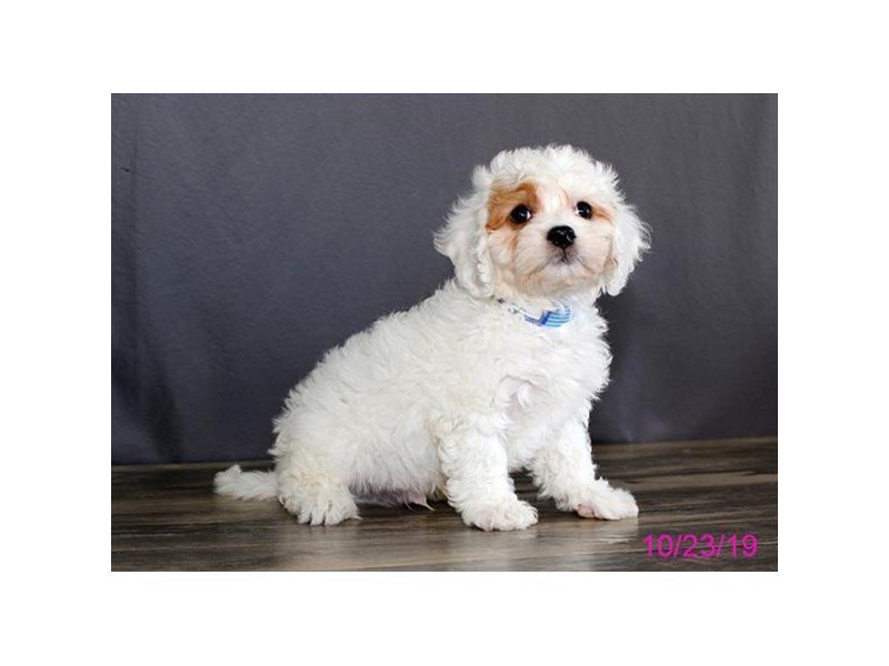 Cavapoo-DOG-Male-Blenheim-2510471-Petland Carriage Place