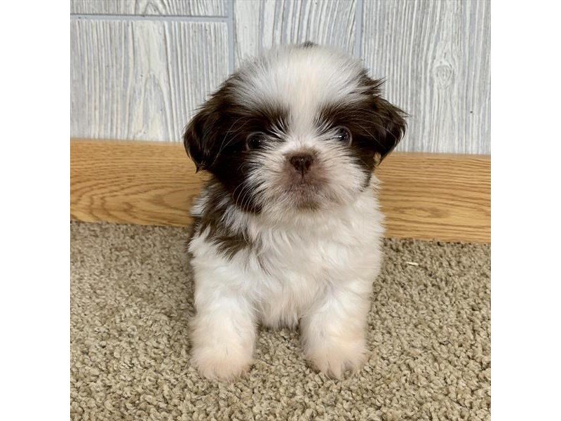 Shih Tzu-DOG-Female-Liver / White-2516604-Petland Carriage Place