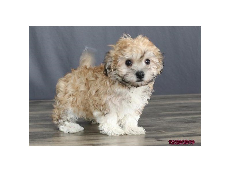 Havanese-DOG-Female-Tan-2569418-Petland Columbus, Ohio