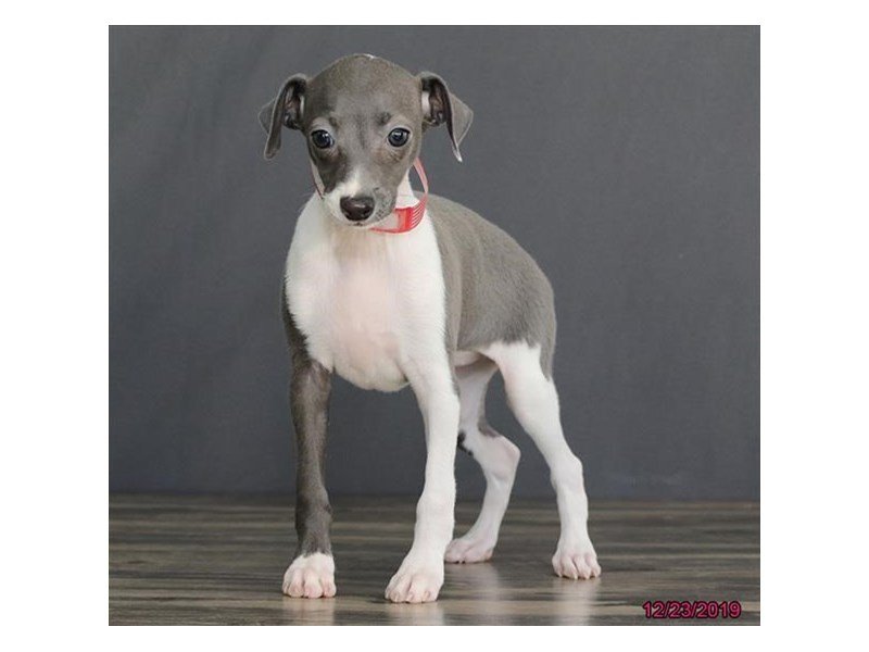 Italian Greyhound-DOG-Female-Blue/ White-2574474-Petland Carriage Place