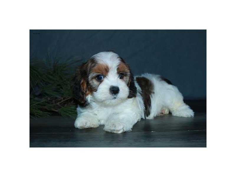 Cavapoo-DOG-Female-Sable / White-2580540-Petland Columbus, Ohio