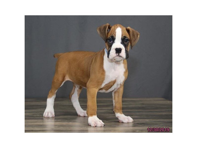 Boxer-DOG-Male-Fawn / White-2580551-Petland Carriage Place