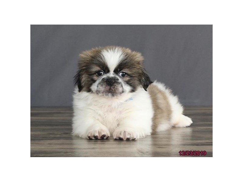 Pekingese-DOG-Male-Sable / White-2574431-Petland Carriage Place