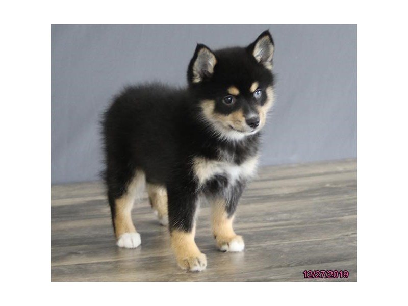 Pomsky-DOG-Female-Black / Tan-2574434-Petland Columbus, Ohio