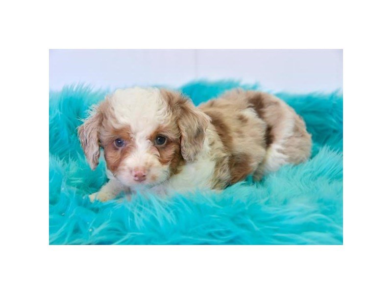 Mini Aussie Poo-DOG-Male-Red Merle/ White-2574458-Petland Columbus, Ohio