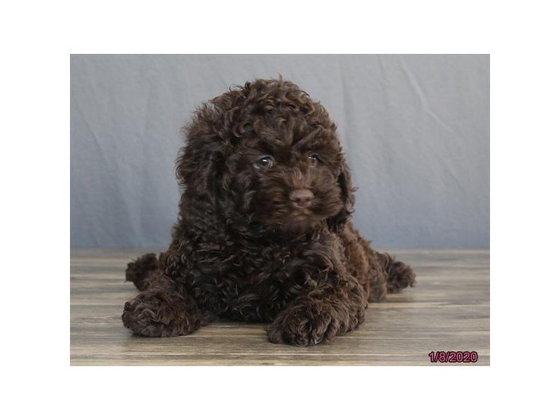Cock A Poo Puppy Chocolate ID:15639 Located at Petland Columbus, Ohio