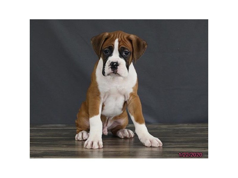 Boxer-DOG-Male-Fawn / White-2603625-Petland Carriage Place