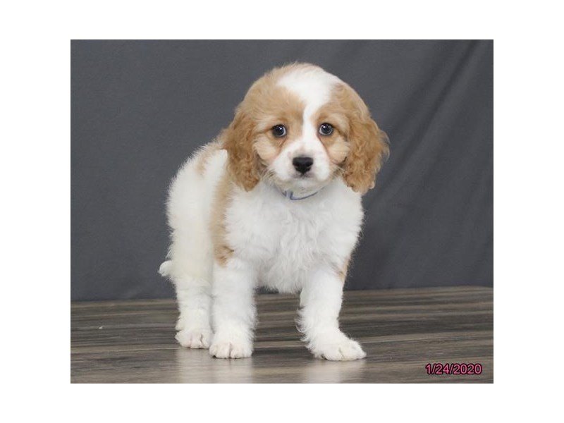 Cavapoo-DOG-Male-White / Apricot-2603719-Petland Carriage Place