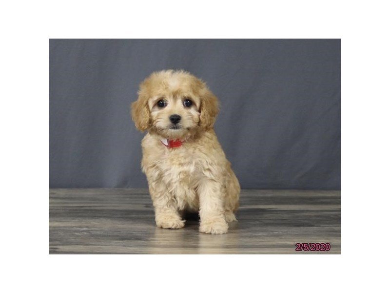 Cavapoo-DOG-Female-Apricot-2618292-Petland Carriage Place