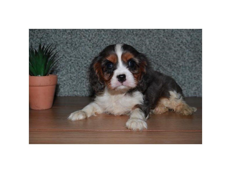 Cavalier King Charles Spaniel-DOG-Male-Blue Merle-2625277-Petland ...