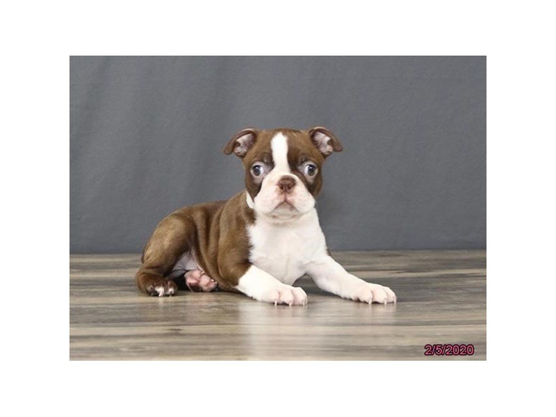 Boston Terrier-DOG-Male-Blue Merle-2846772-Petland Columbus, Ohio