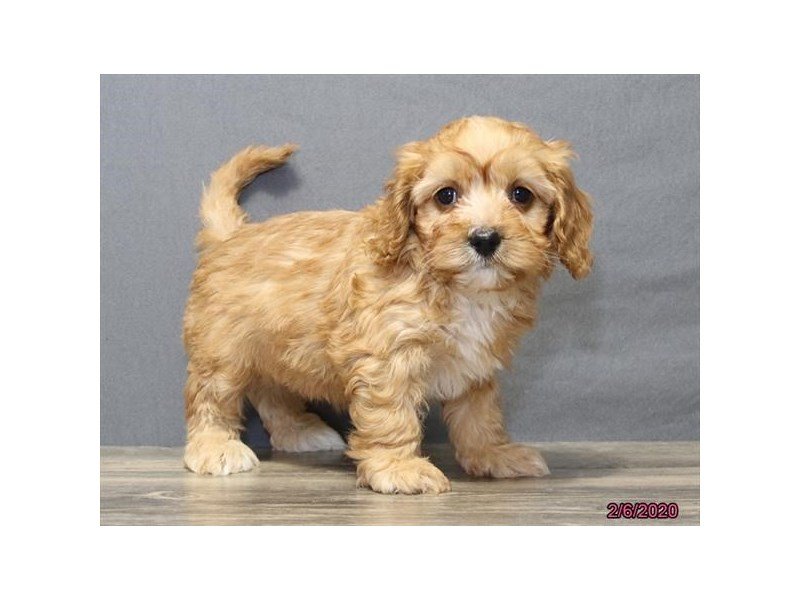 Cavapoo-DOG-Male-Blenheim-2497682-Petland Columbus, Ohio