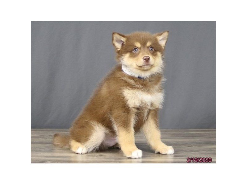 Pomsky Puppy Chocolate / Tan ID:15768 Located at Petland Columbus, Ohio